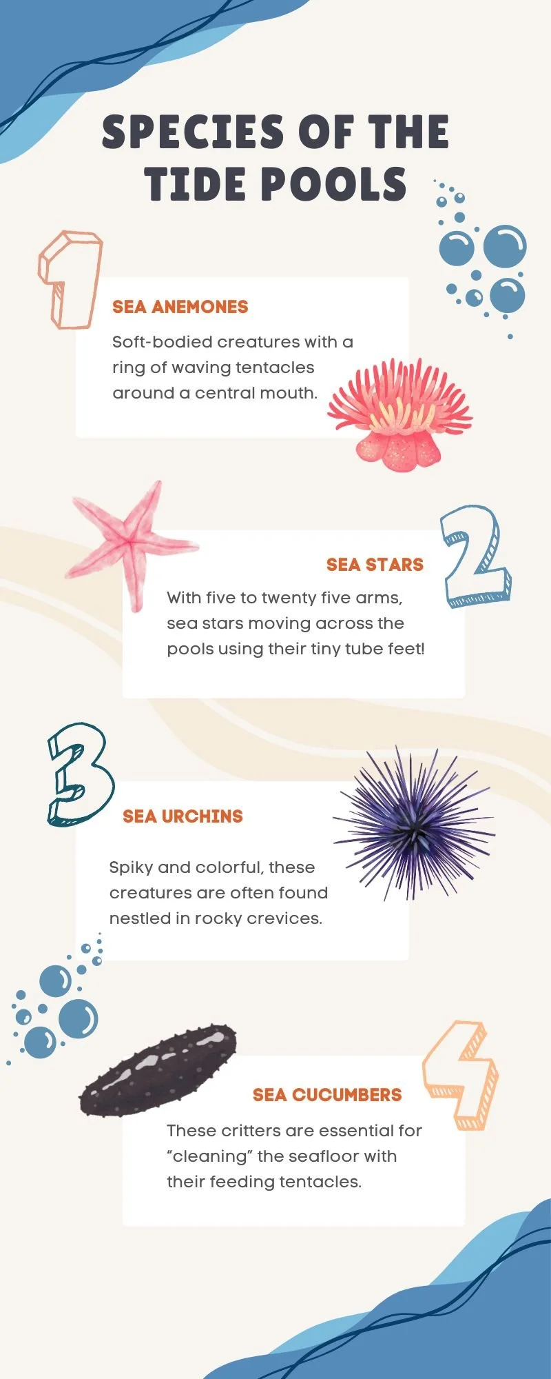 Tide Pooling 101: Exploring the Intertidal Zone — Kaimana Conservation