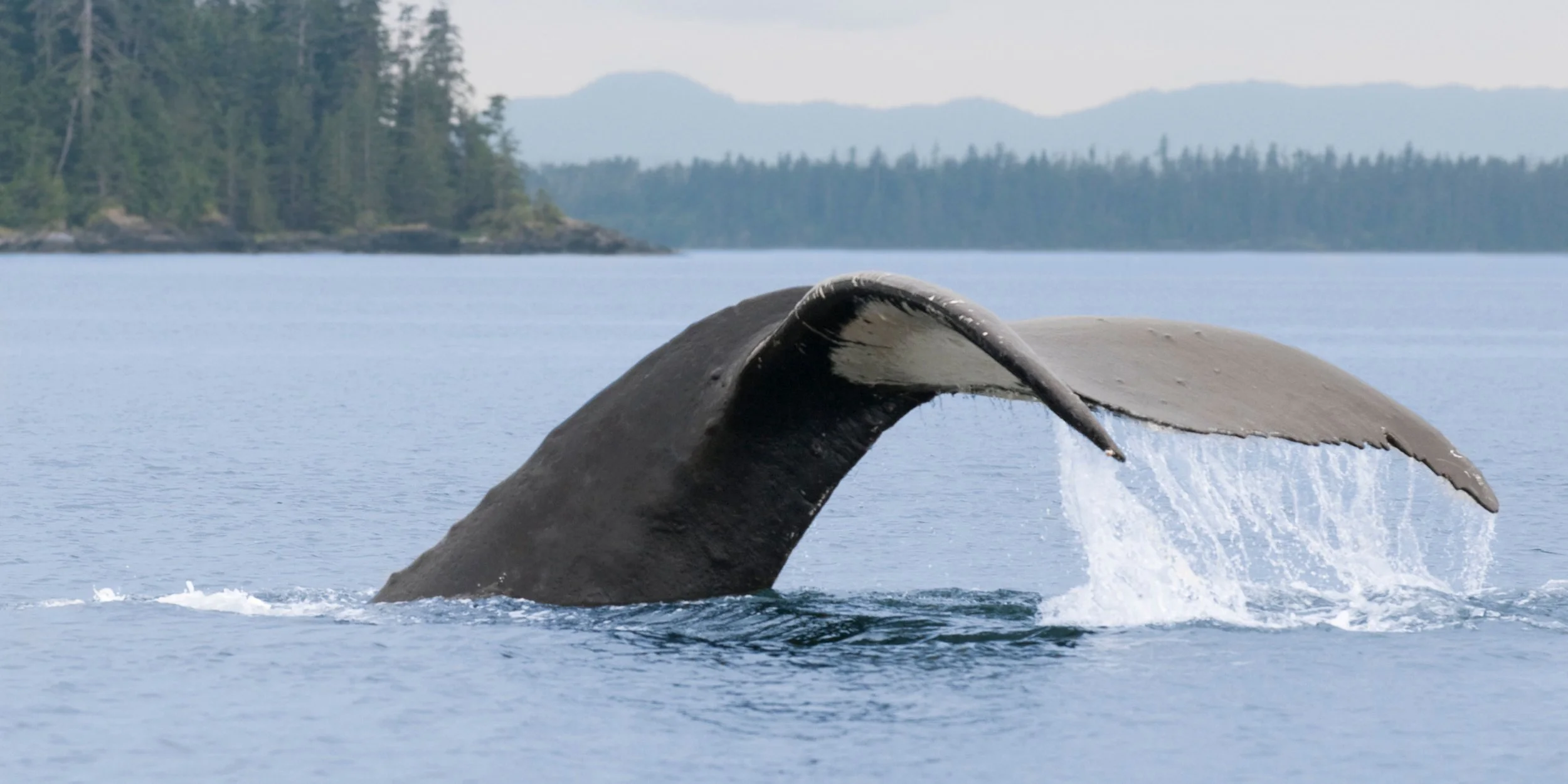 Whale Watching 101: A Deep Dive into Anatomy, Biology and Behavior of ...