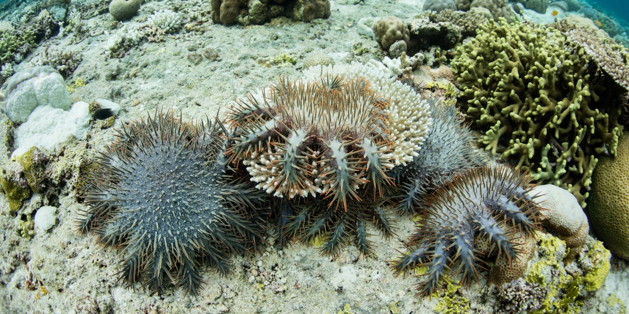 Exploring the Crown-of-Thorns SeaStar: A Master's Thesis in Marine ...