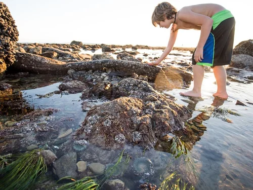 Tide Pooling 101: Exploring the Intertidal Zone — Kaimana Conservation