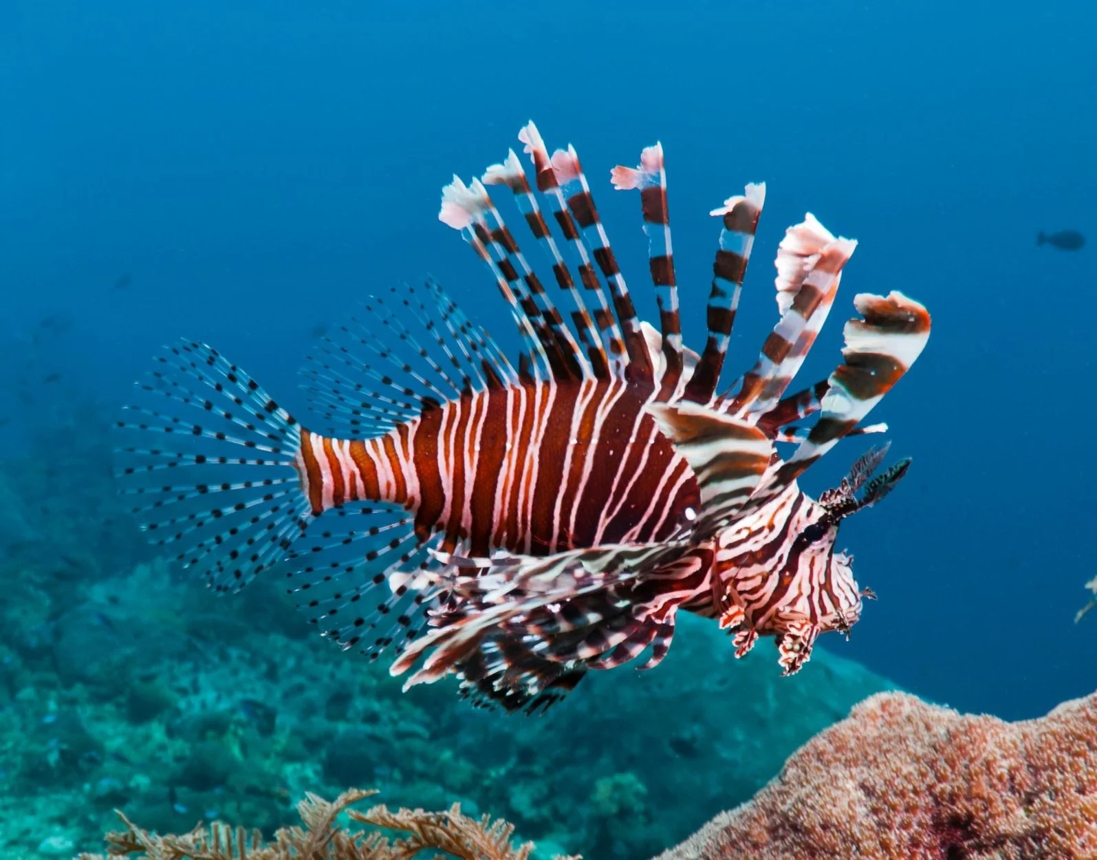 Understanding Marine Invasive Species for Invasive Species Awareness ...