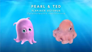 Meet The Real-Life Animals From Finding Nemo — Kaimana Conservation