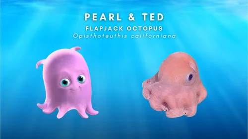 Meet The Real-Life Animals From Finding Nemo — Kaimana Conservation