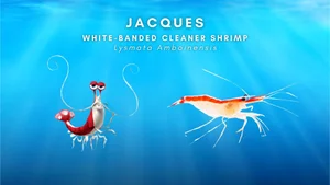 Meet The Real-Life Animals From Finding Nemo — Kaimana Conservation