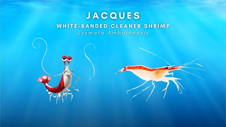 Meet The Real-Life Animals From Finding Nemo — Kaimana Conservation