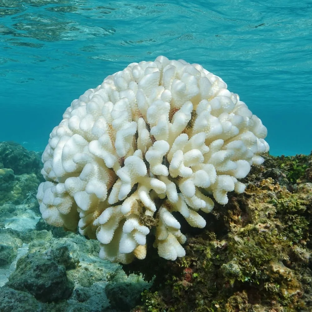 Vibrant to Vulnerable: The Truth Behind Coral Bleaching — Kaimana ...