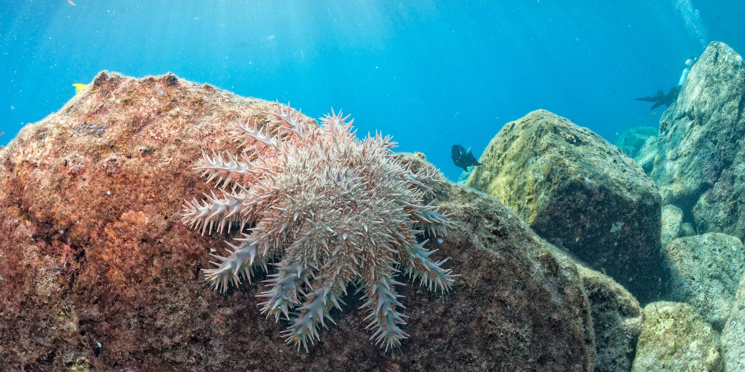 Exploring the Crown-of-Thorns SeaStar: A Master's Thesis in Marine ...