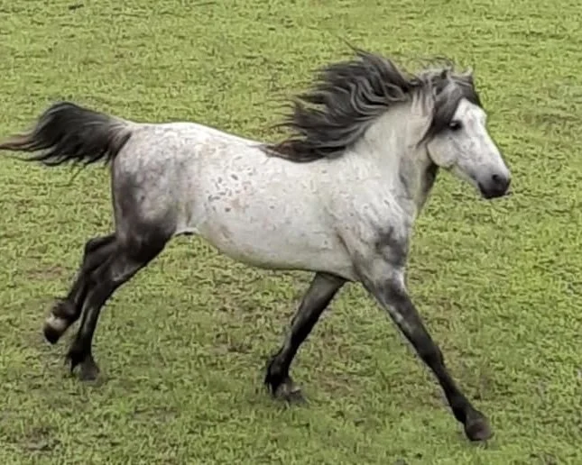 Caspian Horse Breeding Farms and Ranches — Caspian Horse Breeders ...