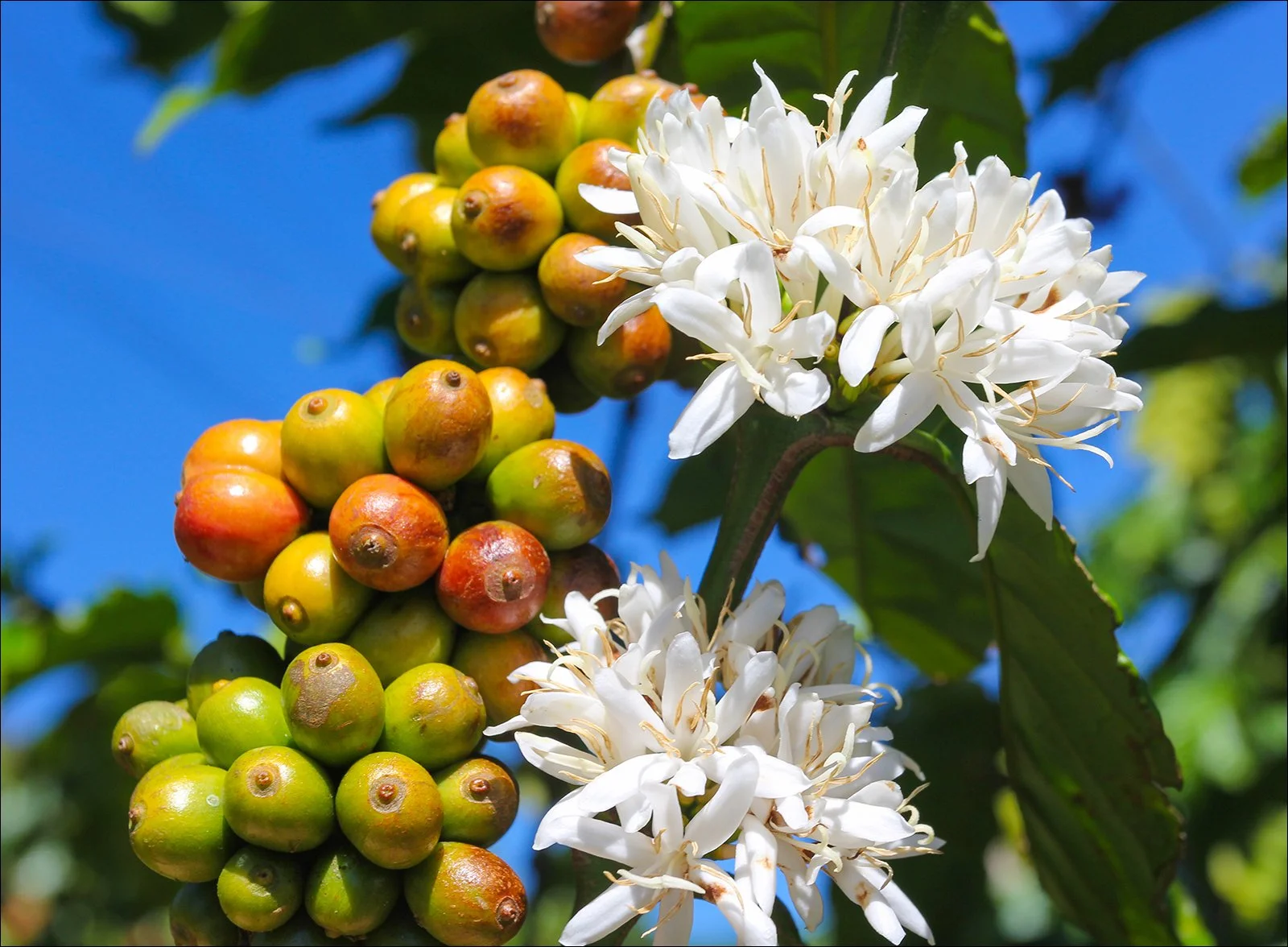 Coffee Cultivars — The Roasted Life