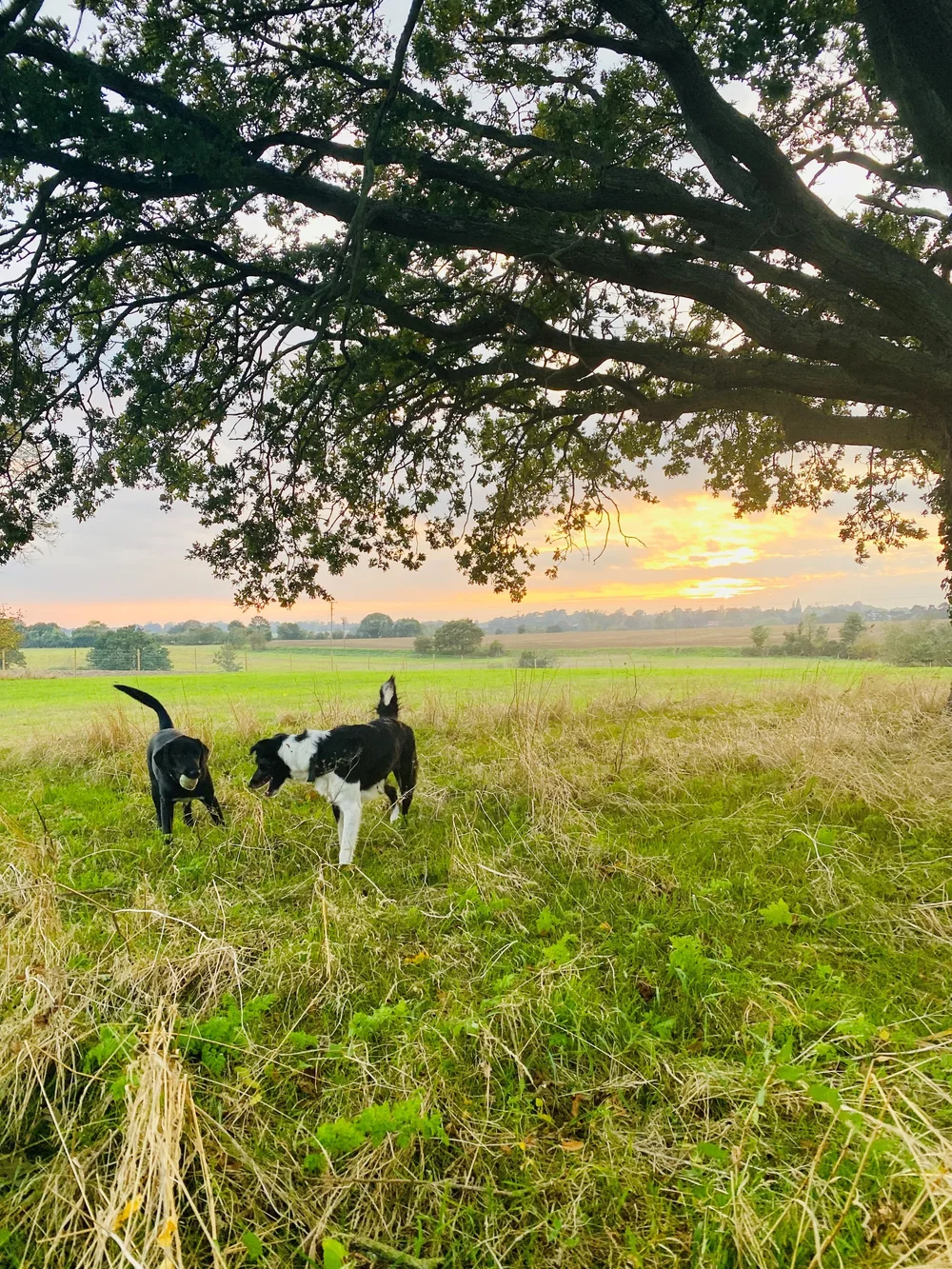 Walkies Field Tuddenham