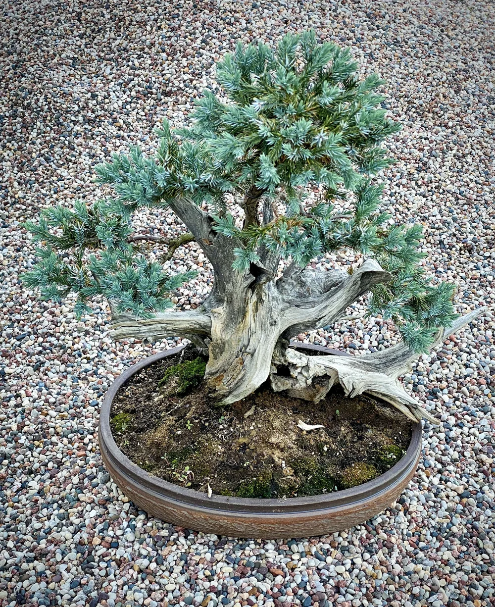 Blue Star Juniper Bonsai
