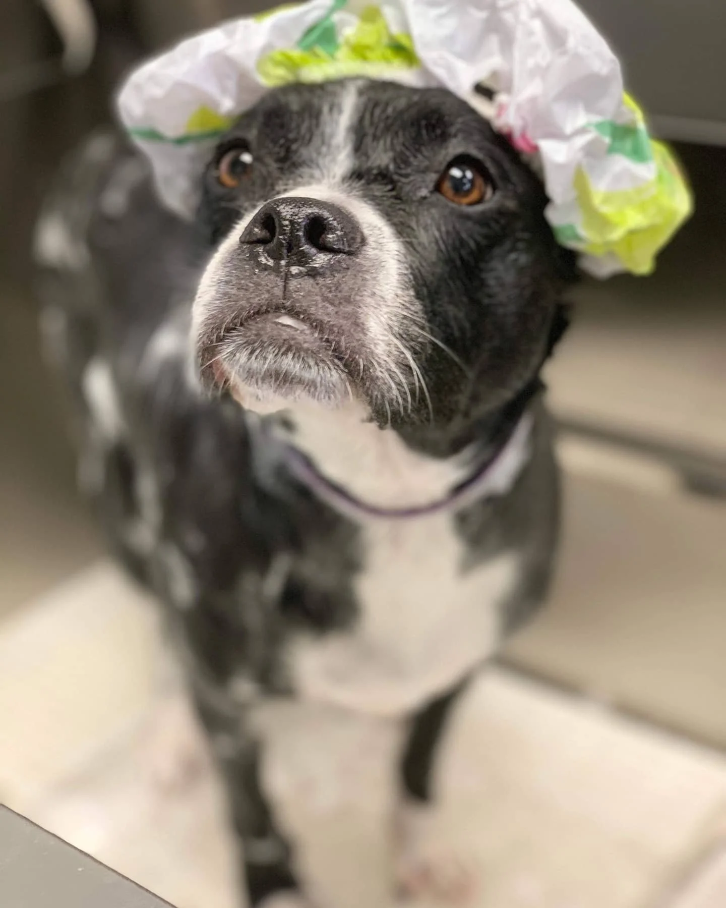 Services — Picture Perfect Grooming Salon