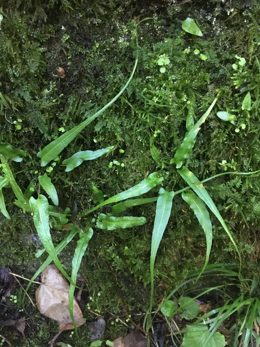 Gallery 1 — West Virginia Native Plant Society