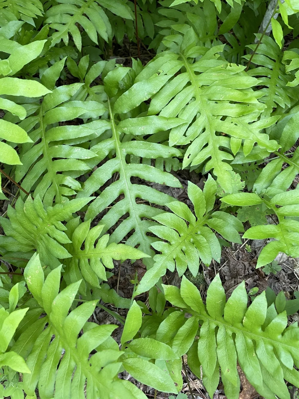 Gallery 1 — West Virginia Native Plant Society