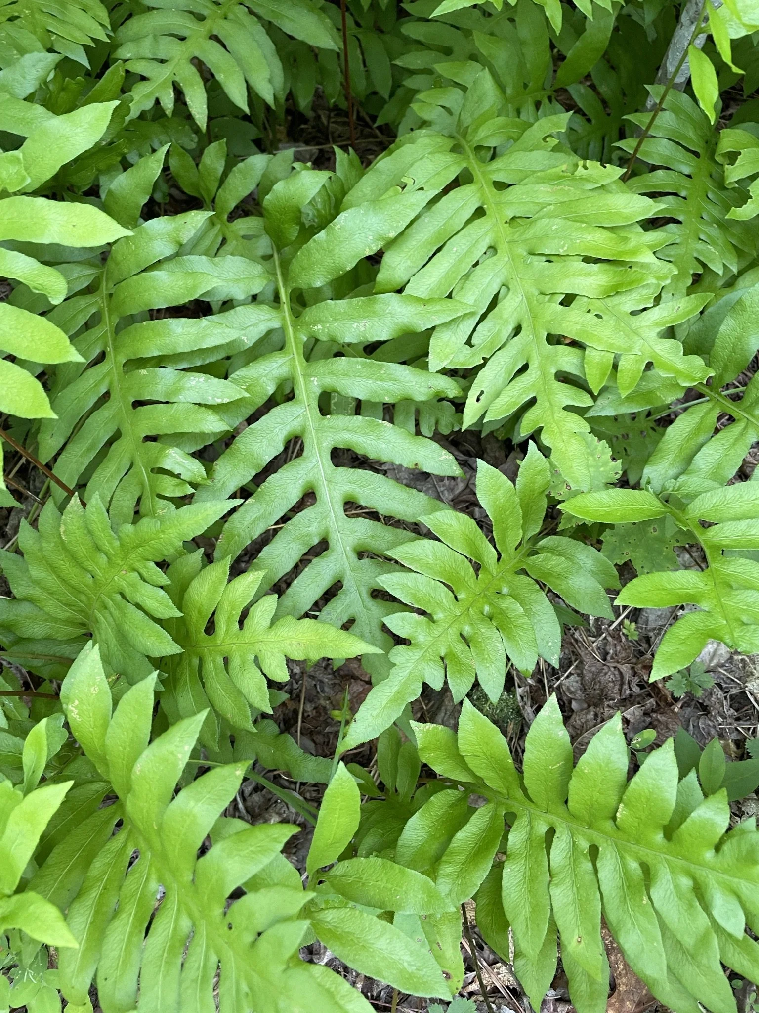 Gallery 1 — West Virginia Native Plant Society