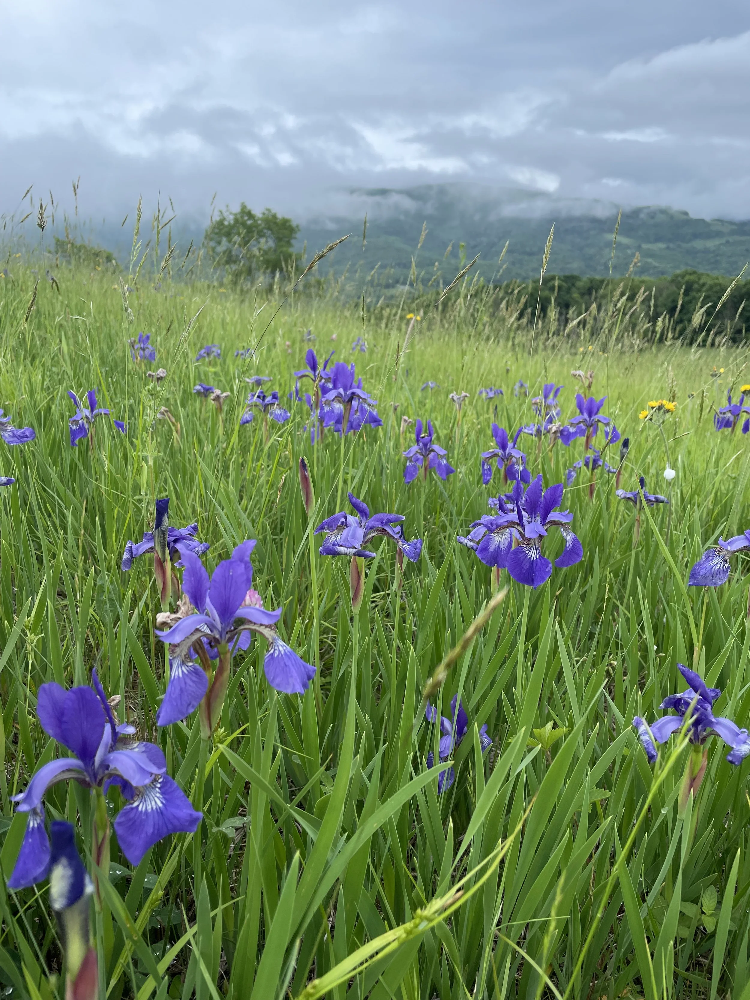 West Virginia Native Plant Society