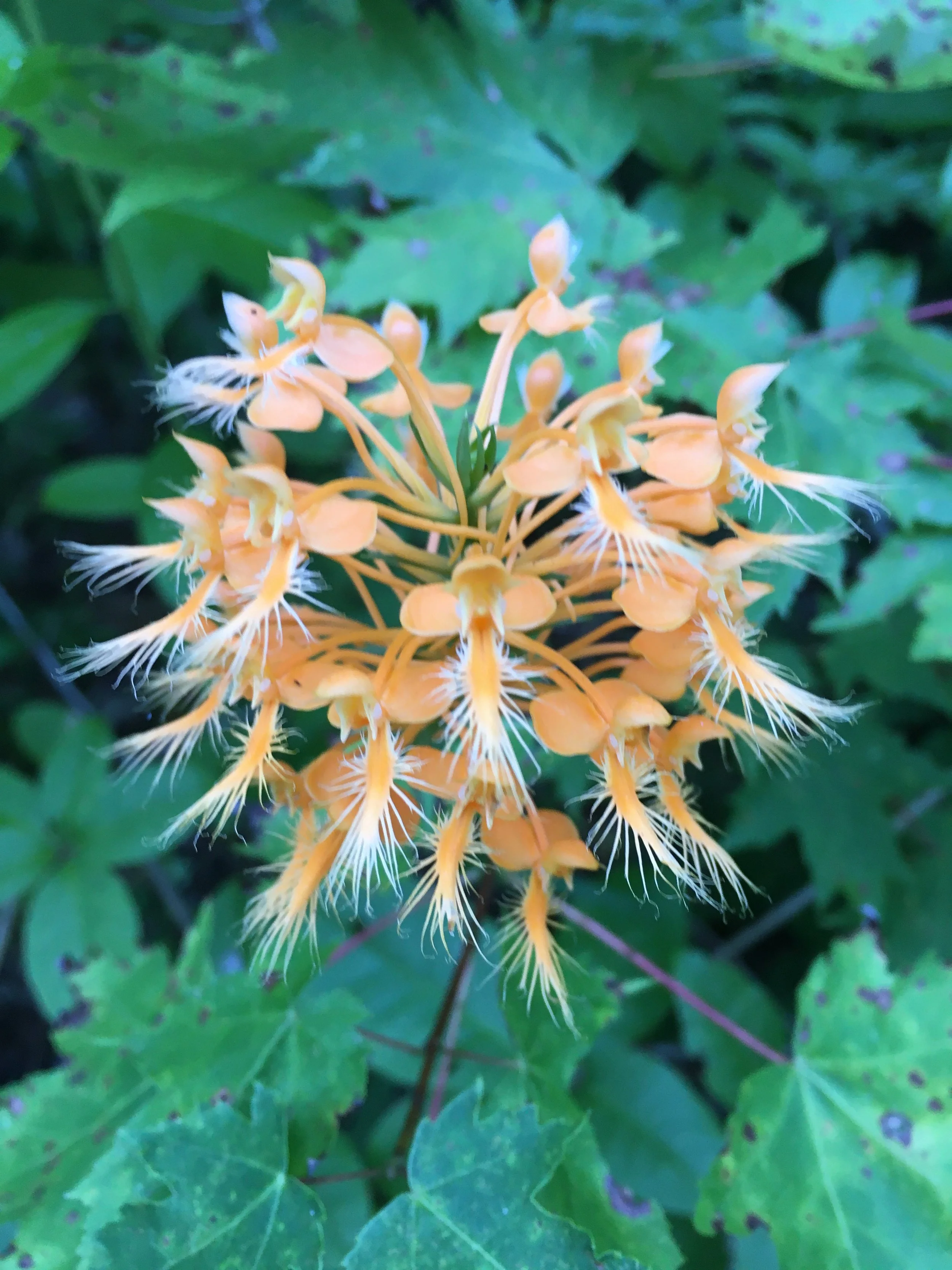West Virginia Native Plant Society