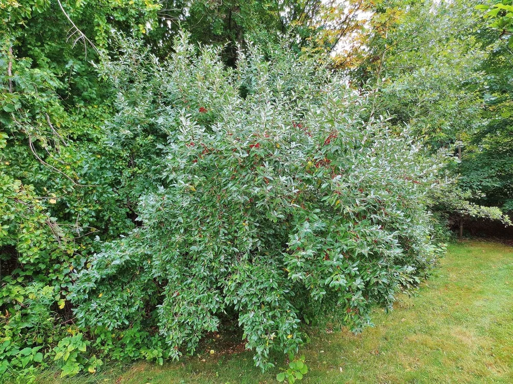 West Virginia Native Plant Society
