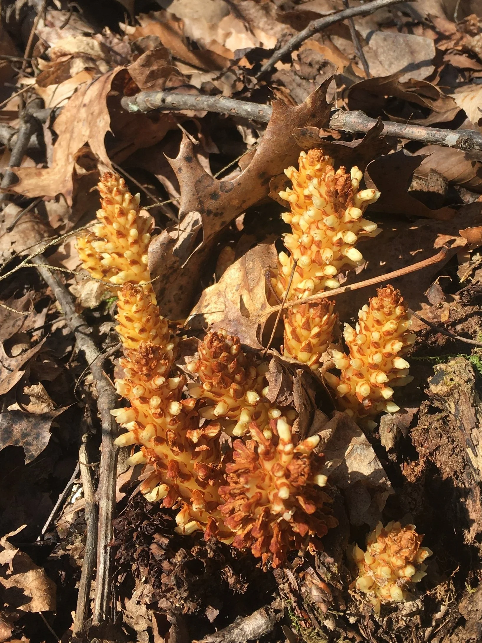 Gallery 1 — West Virginia Native Plant Society
