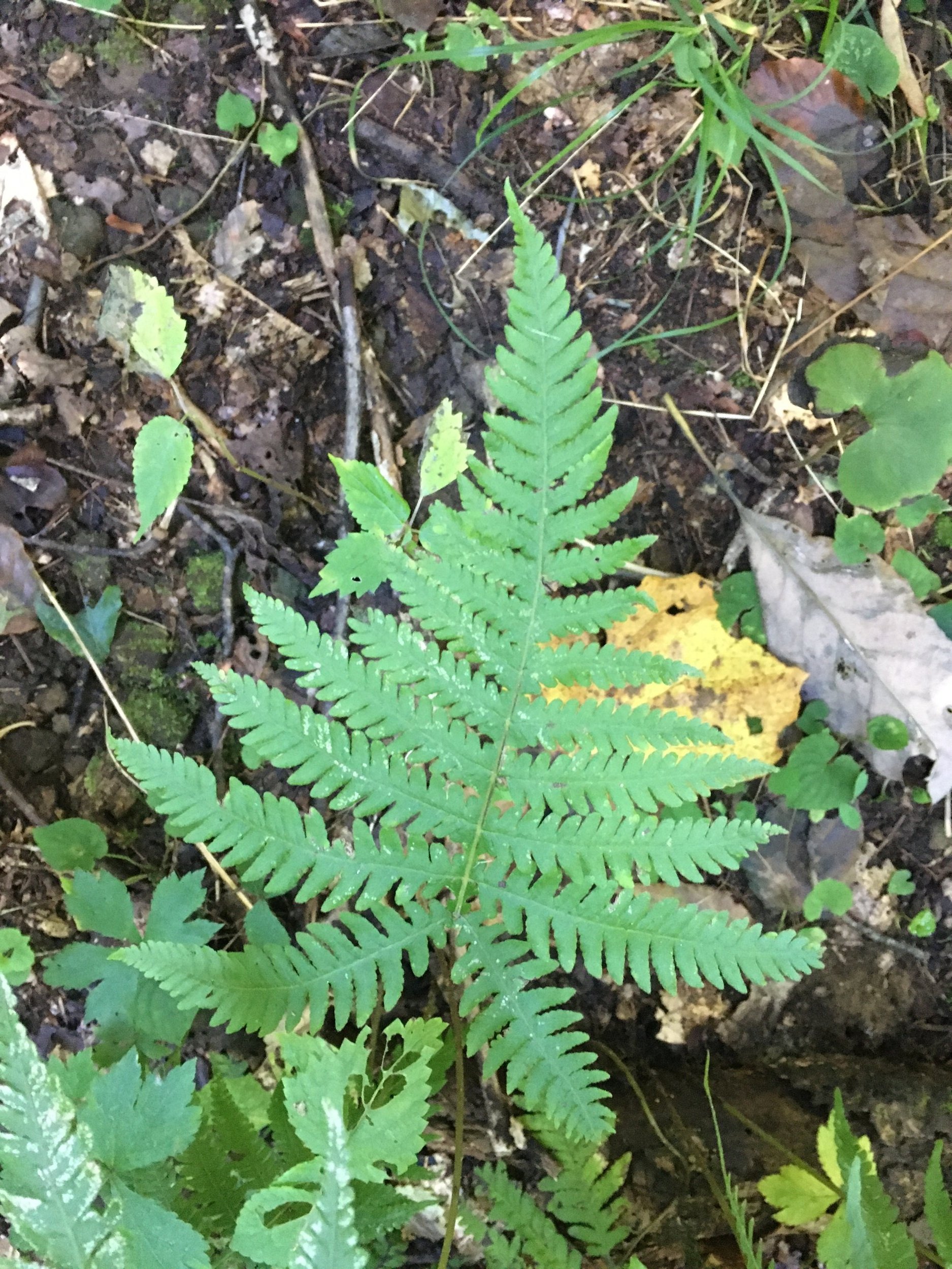 Gallery 1 — West Virginia Native Plant Society