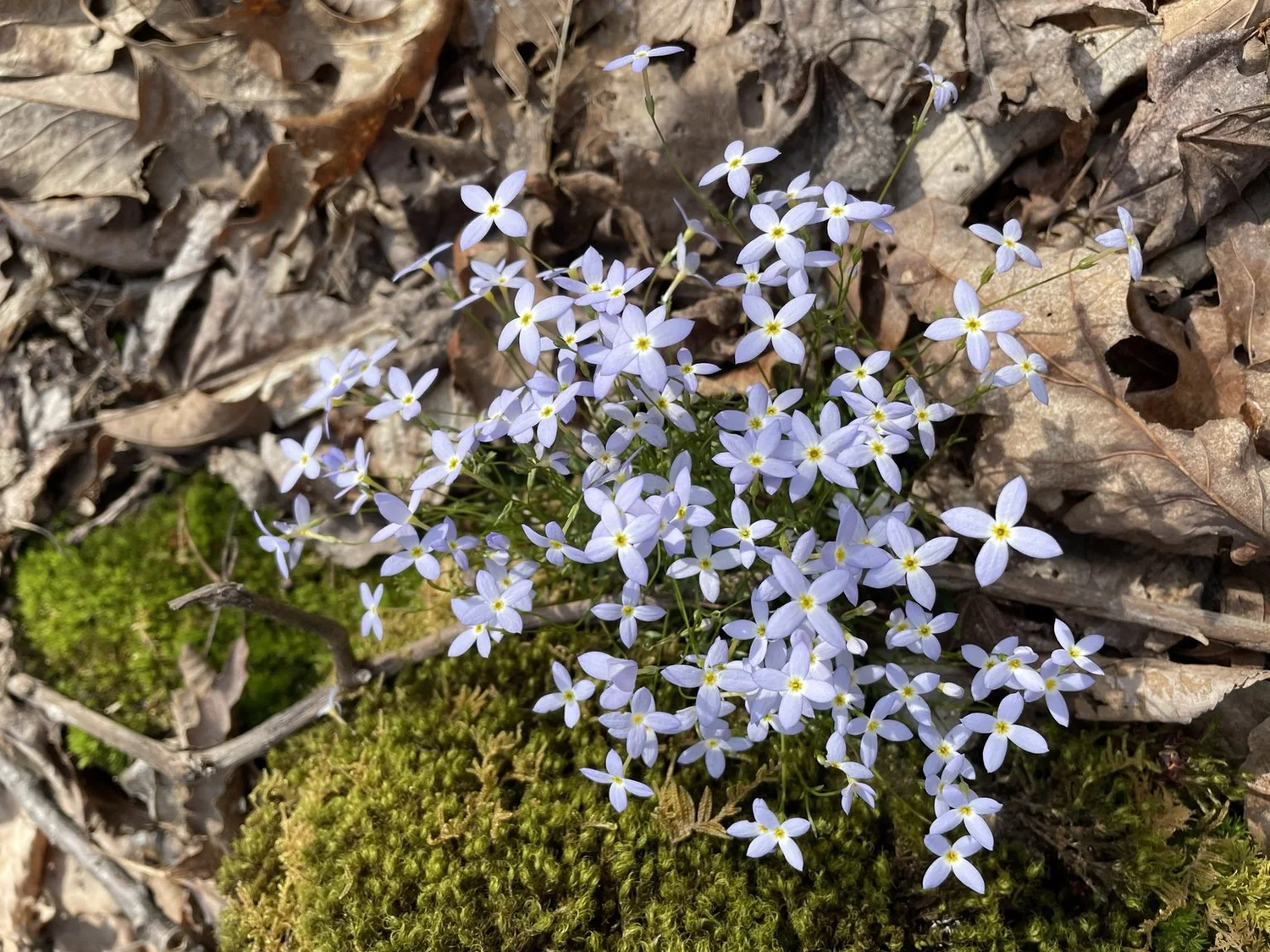 West Virginia Native Plant Society