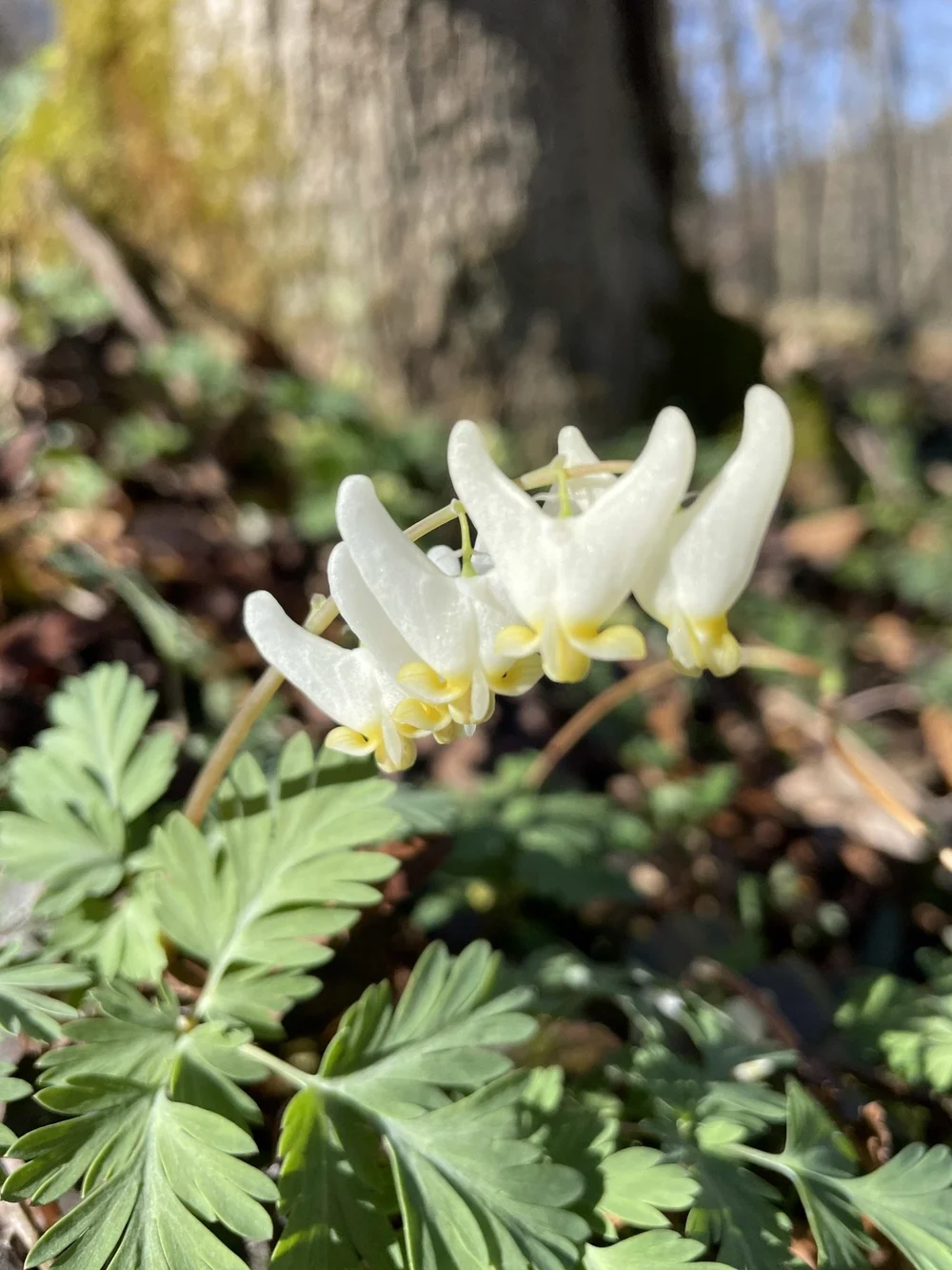 Gallery 1 — West Virginia Native Plant Society