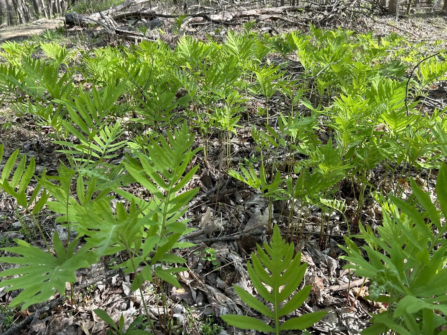 West Virginia Native Plant Society