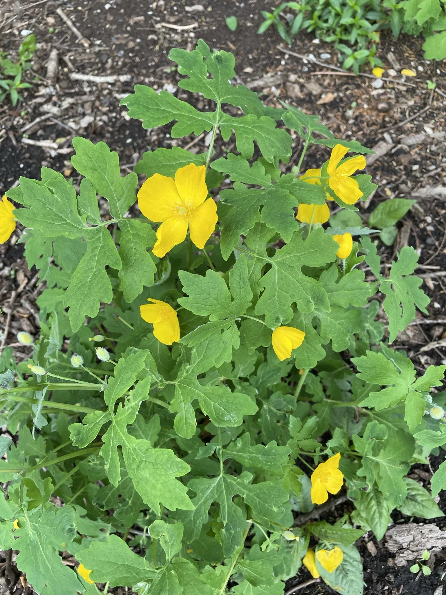 Gallery 1 — West Virginia Native Plant Society