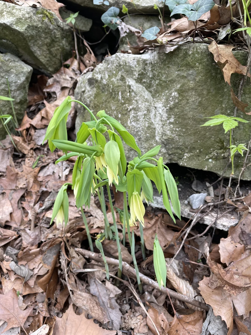 Gallery 1 — West Virginia Native Plant Society