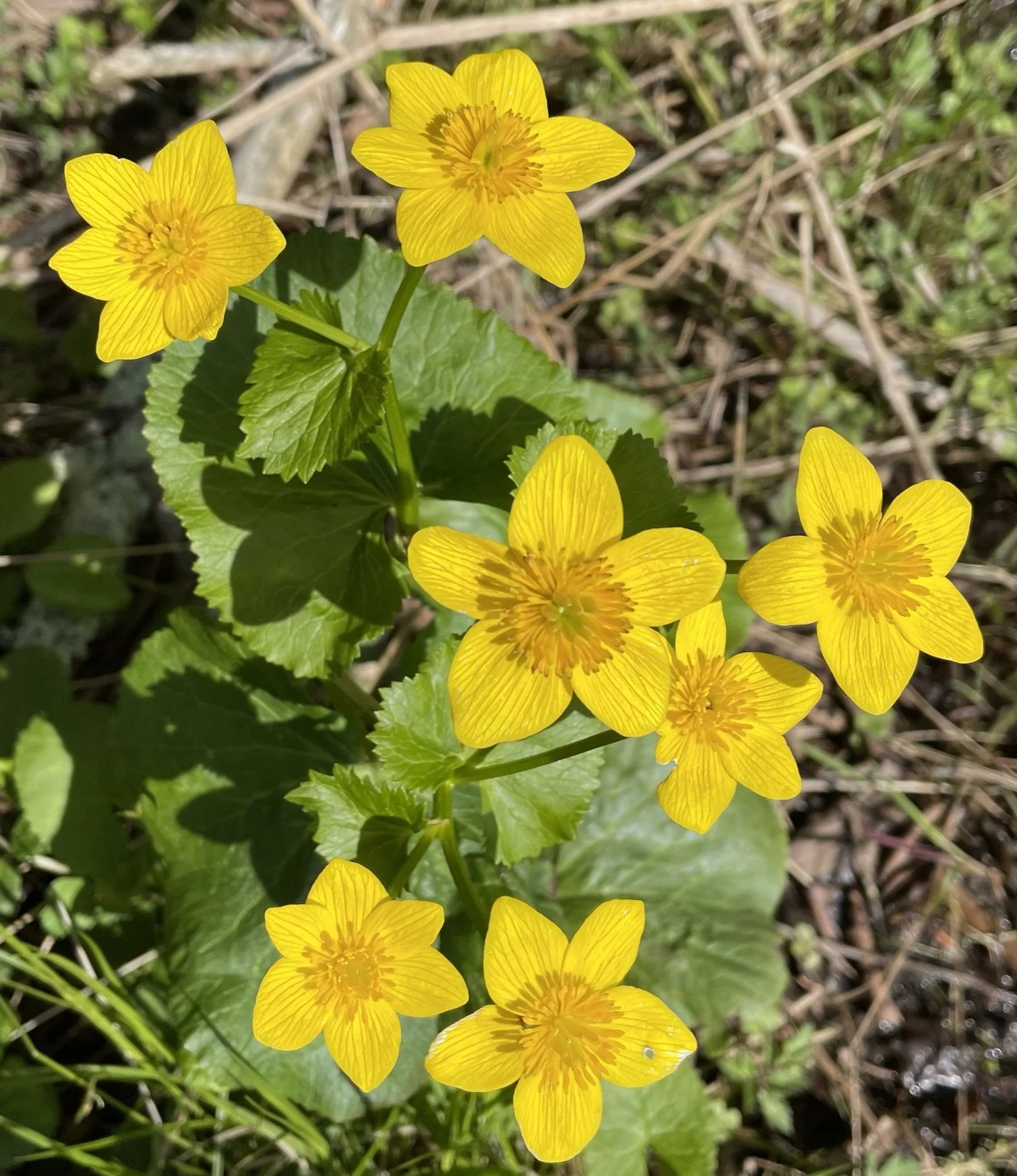Gallery 1 — West Virginia Native Plant Society
