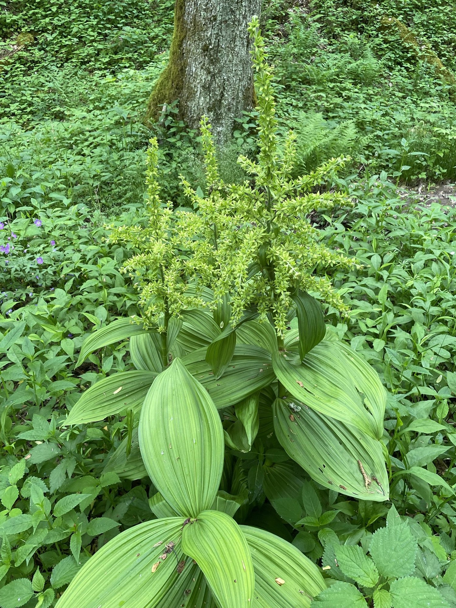 Gallery 1 — West Virginia Native Plant Society
