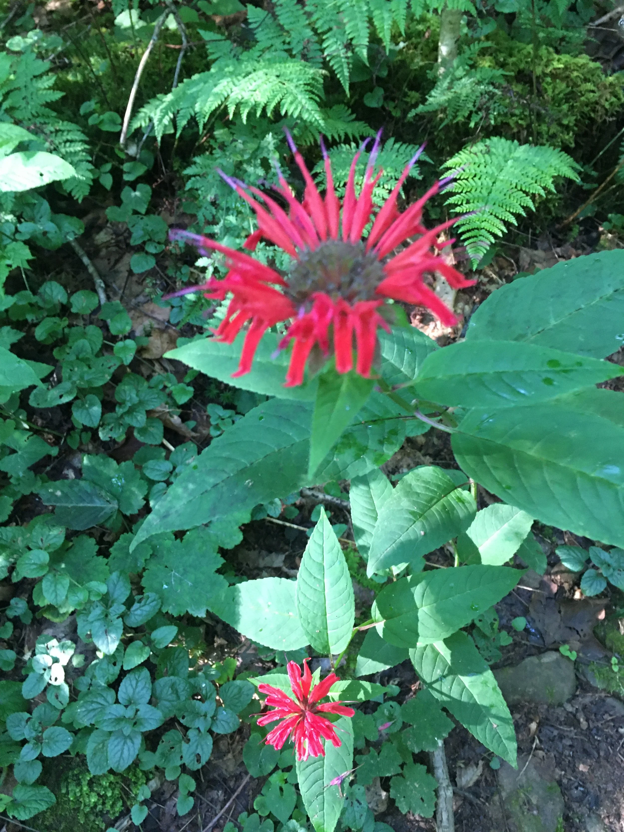 Gallery 1 — West Virginia Native Plant Society