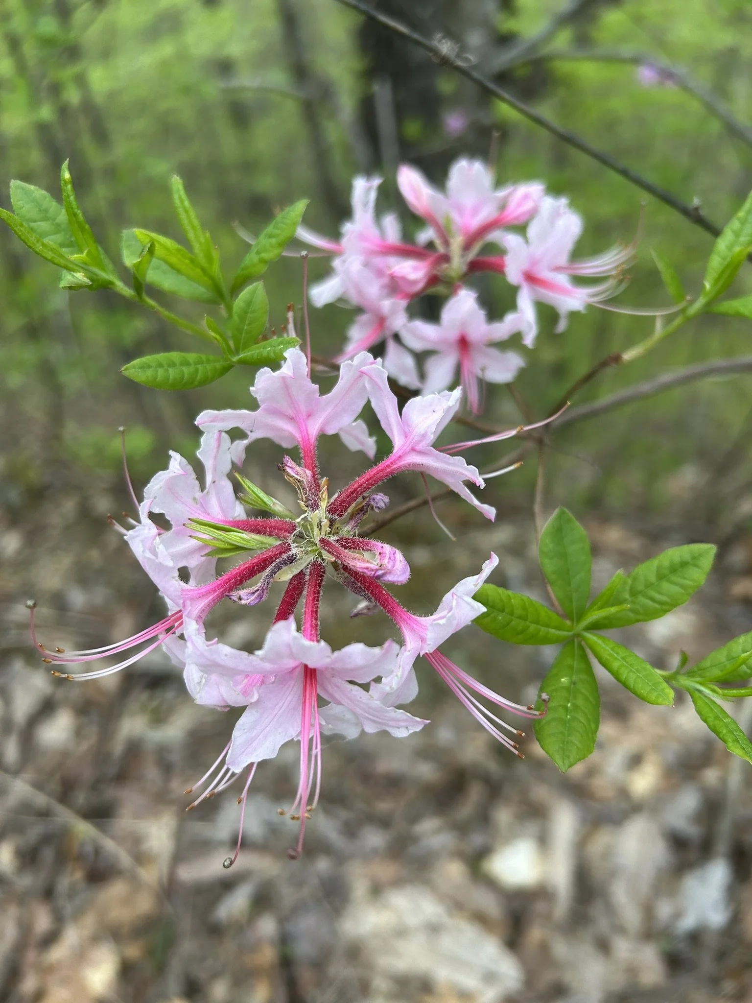 West Virginia Native Plant Society