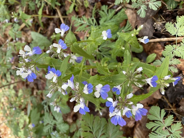 West Virginia Native Plant Society
