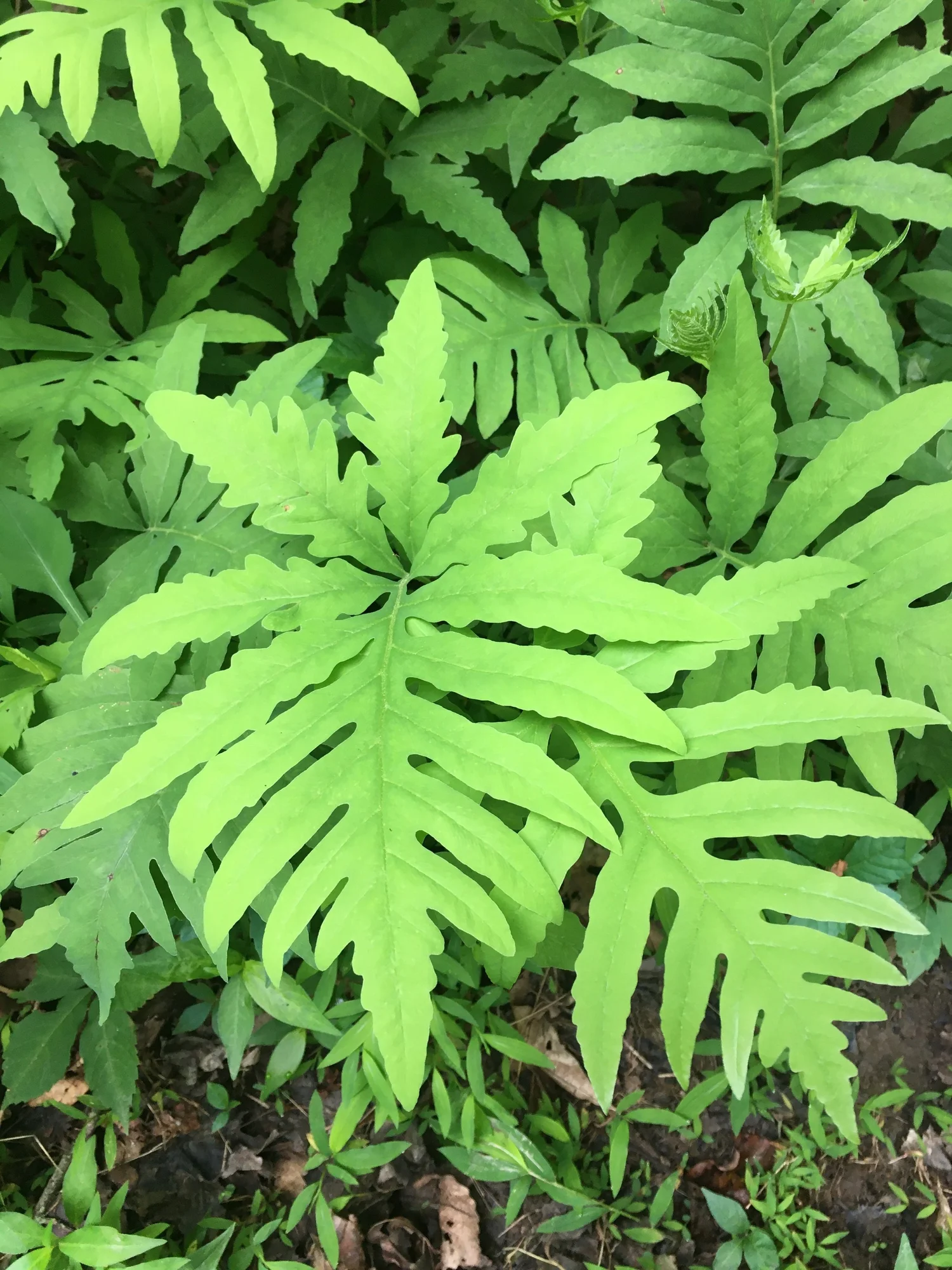 Gallery 1 — West Virginia Native Plant Society