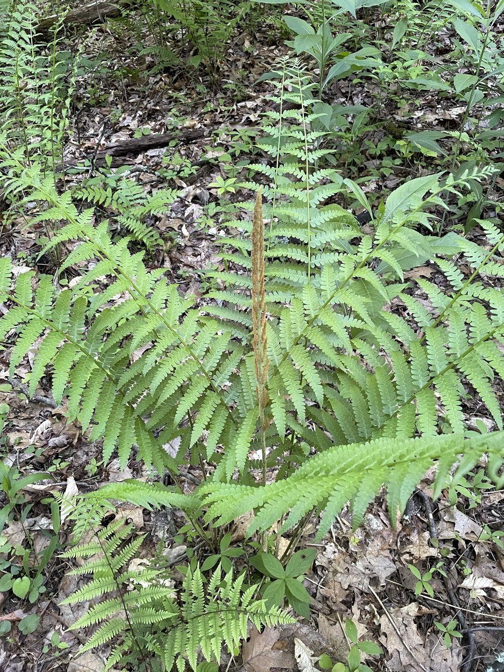 Gallery 1 — West Virginia Native Plant Society