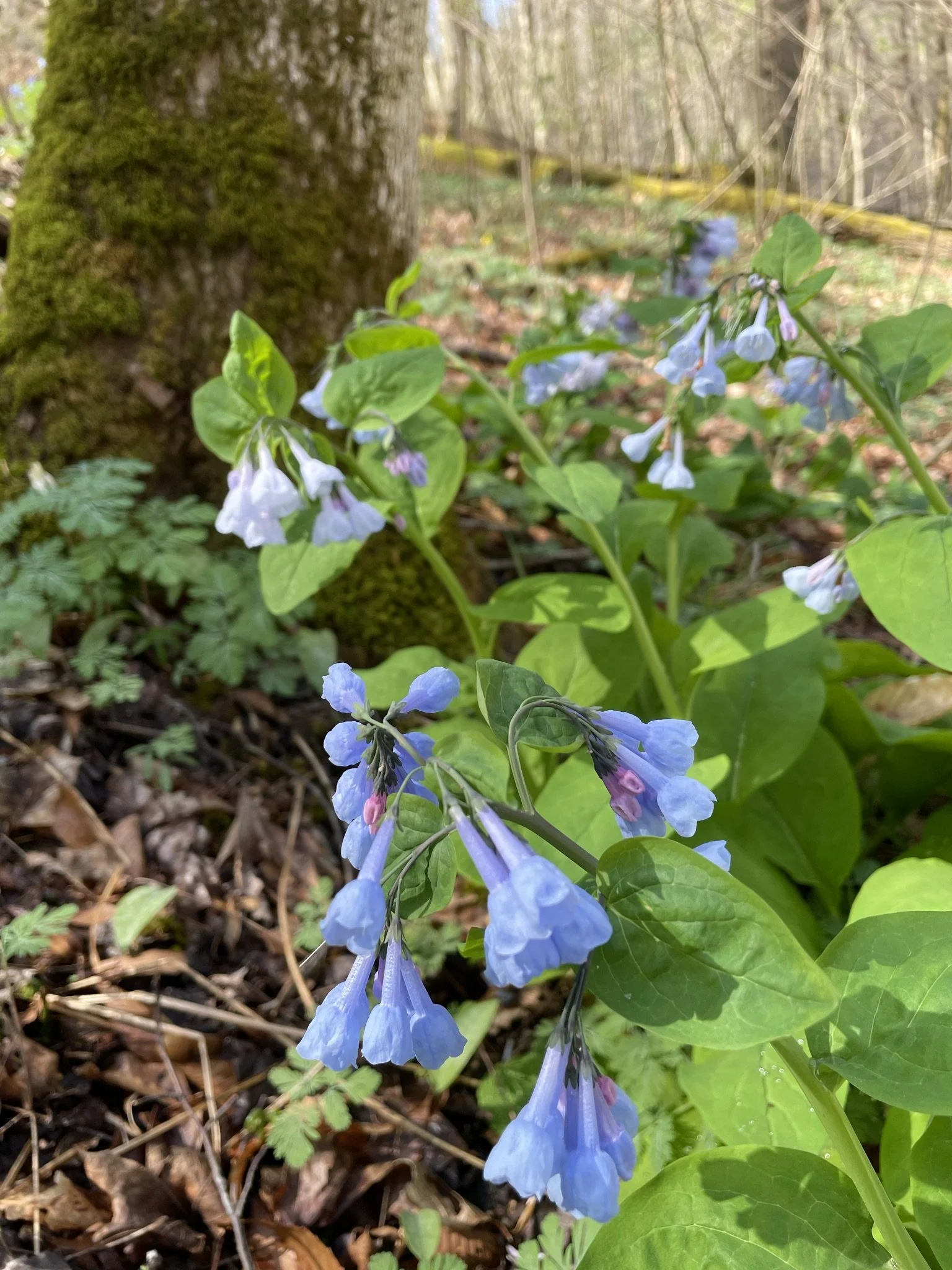Gallery 1 — West Virginia Native Plant Society