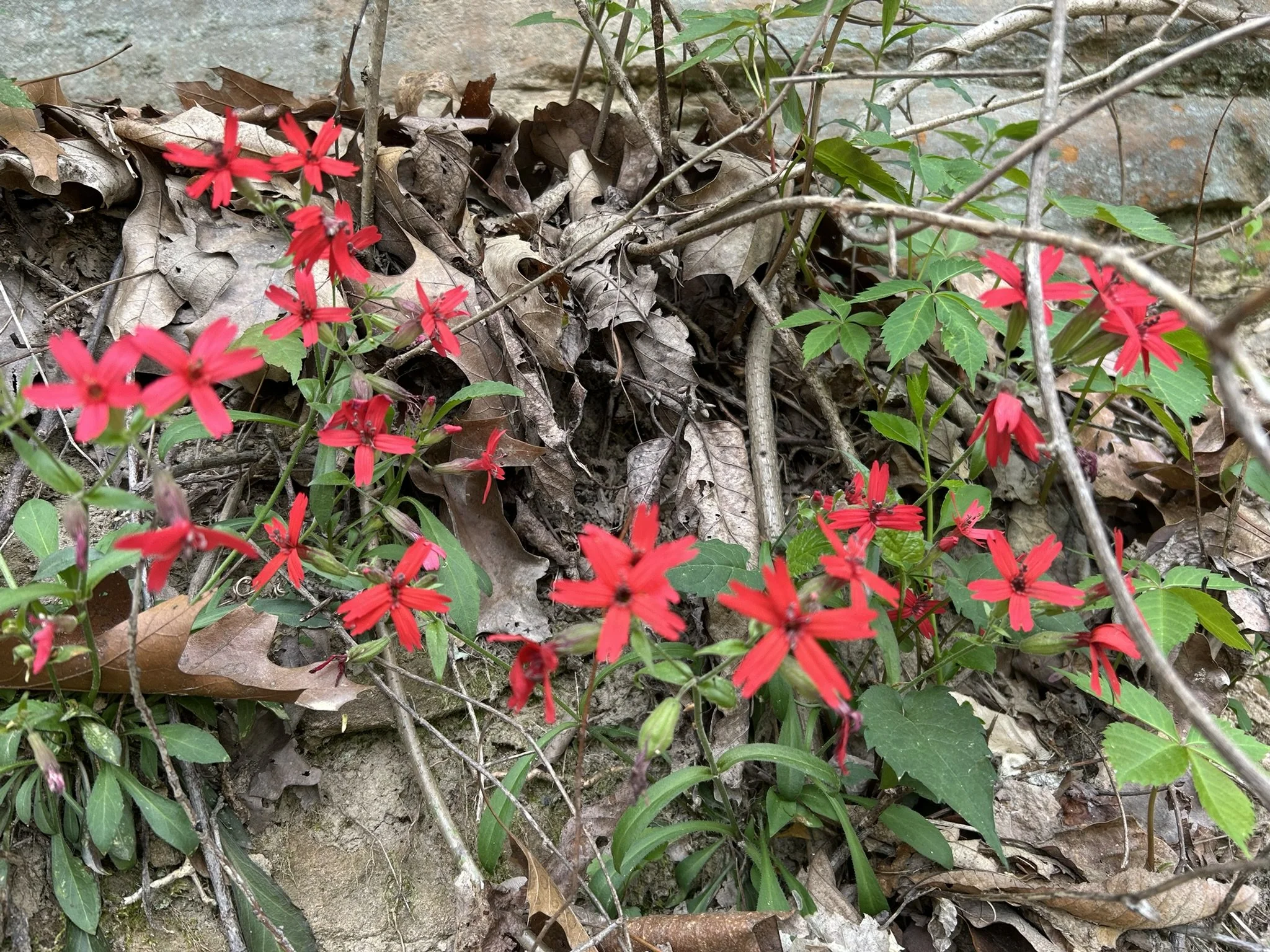 West Virginia Native Plant Society