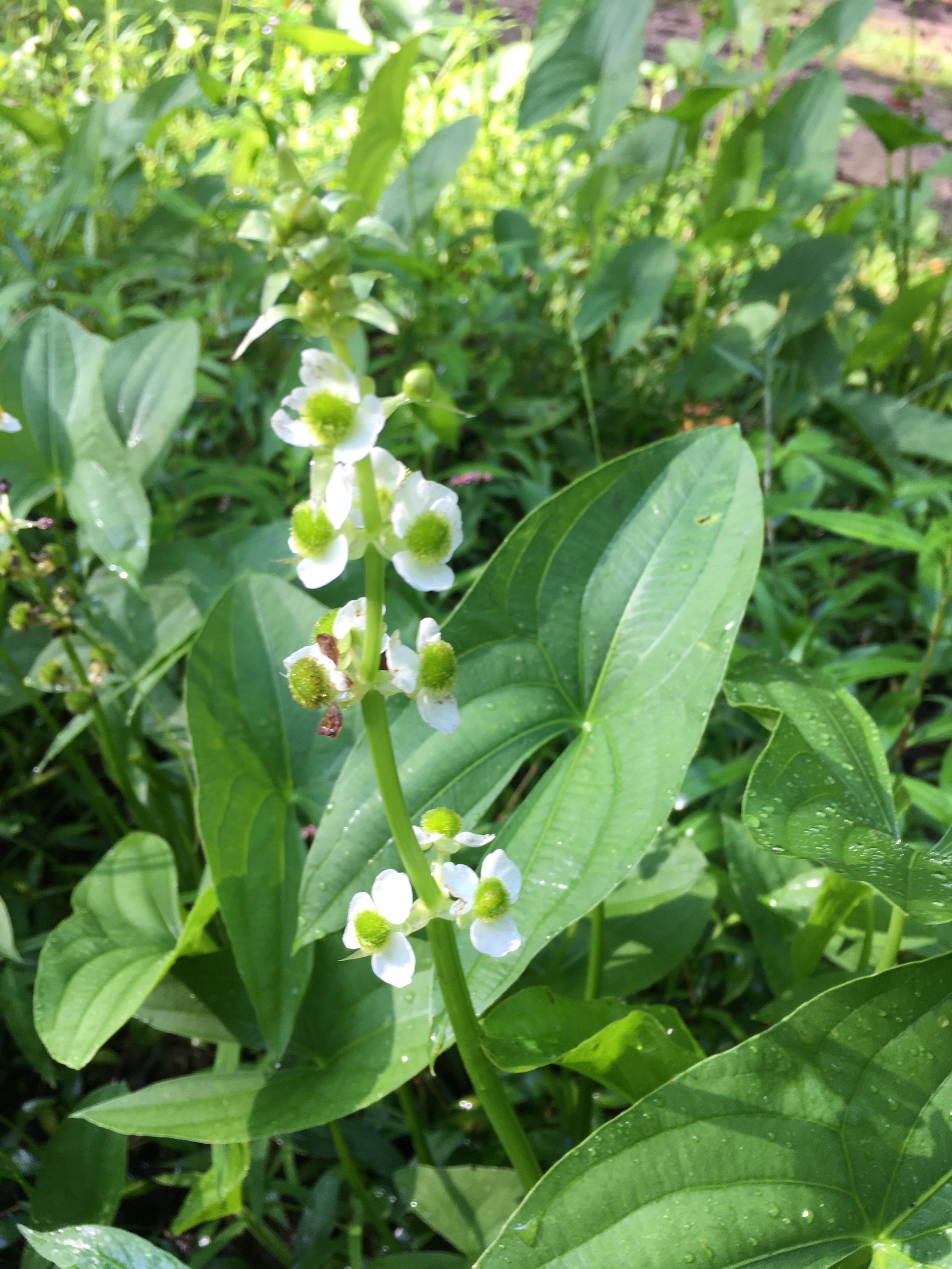Gallery 1 — West Virginia Native Plant Society
