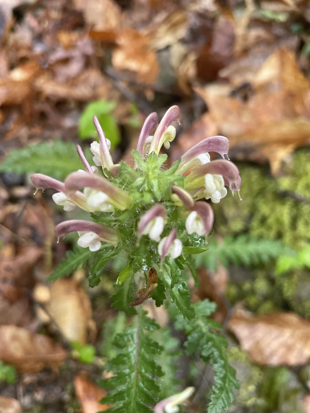 Gallery 1 — West Virginia Native Plant Society