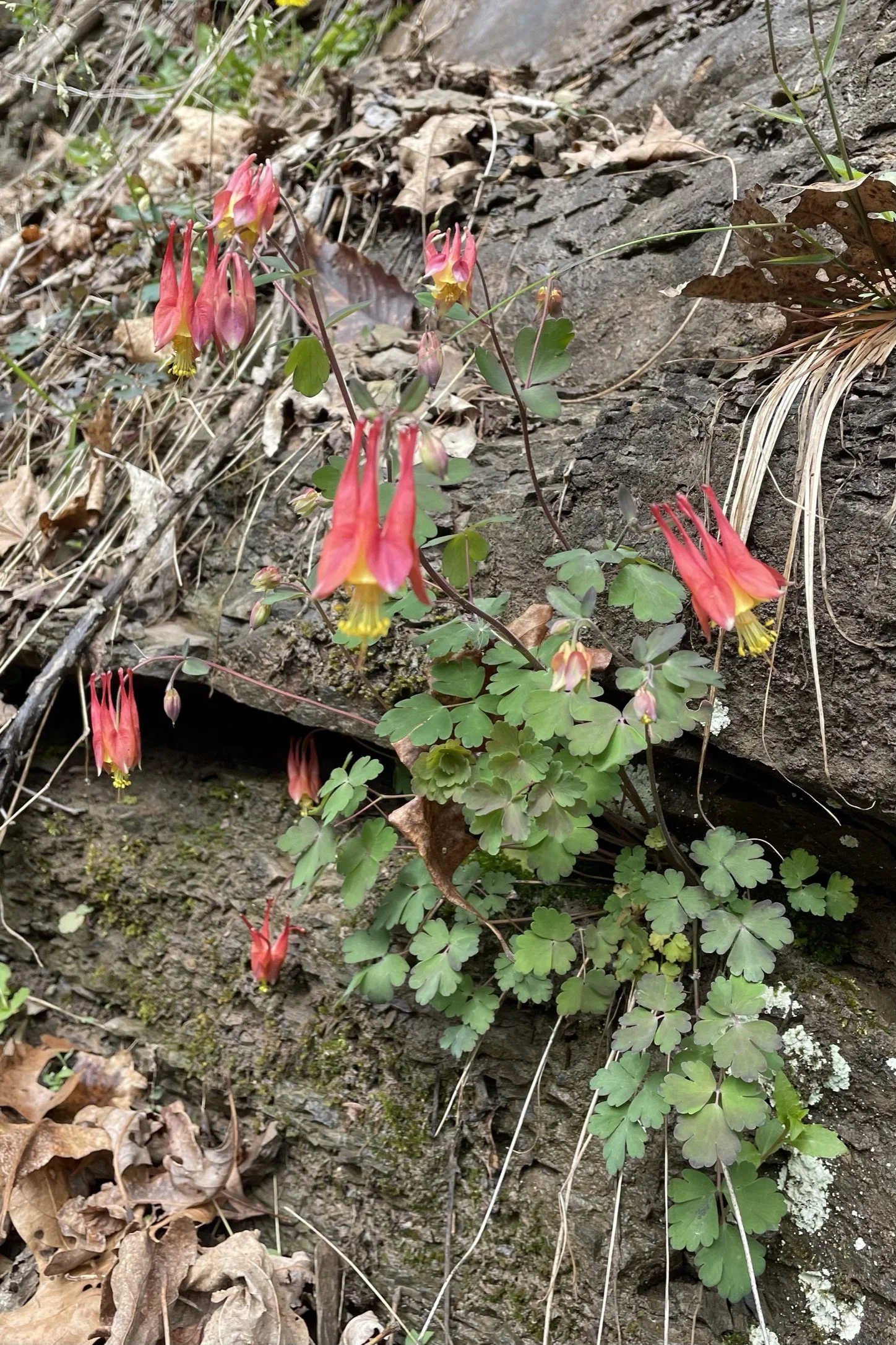 Gallery 1 — West Virginia Native Plant Society