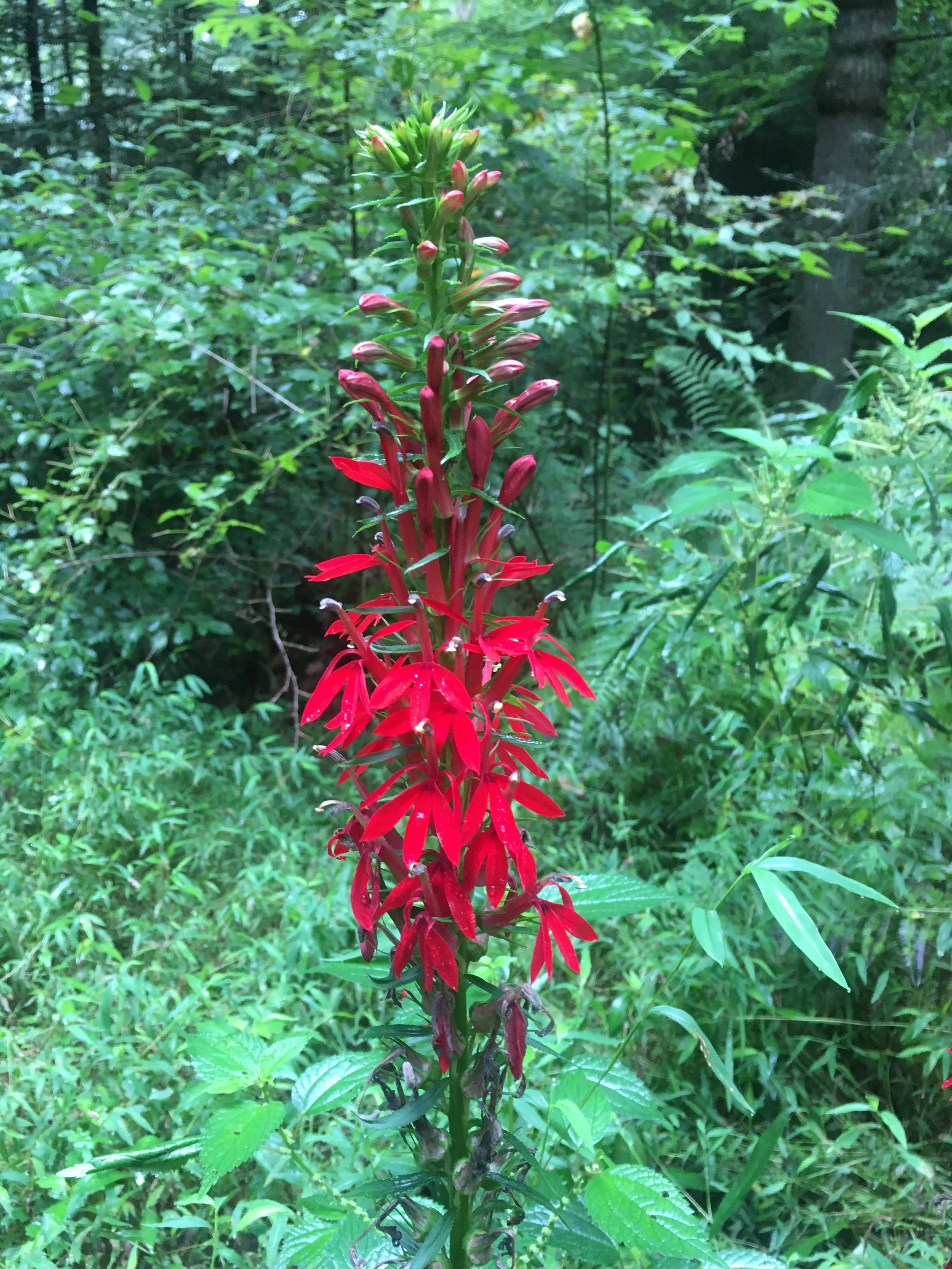 Gallery 1 — West Virginia Native Plant Society