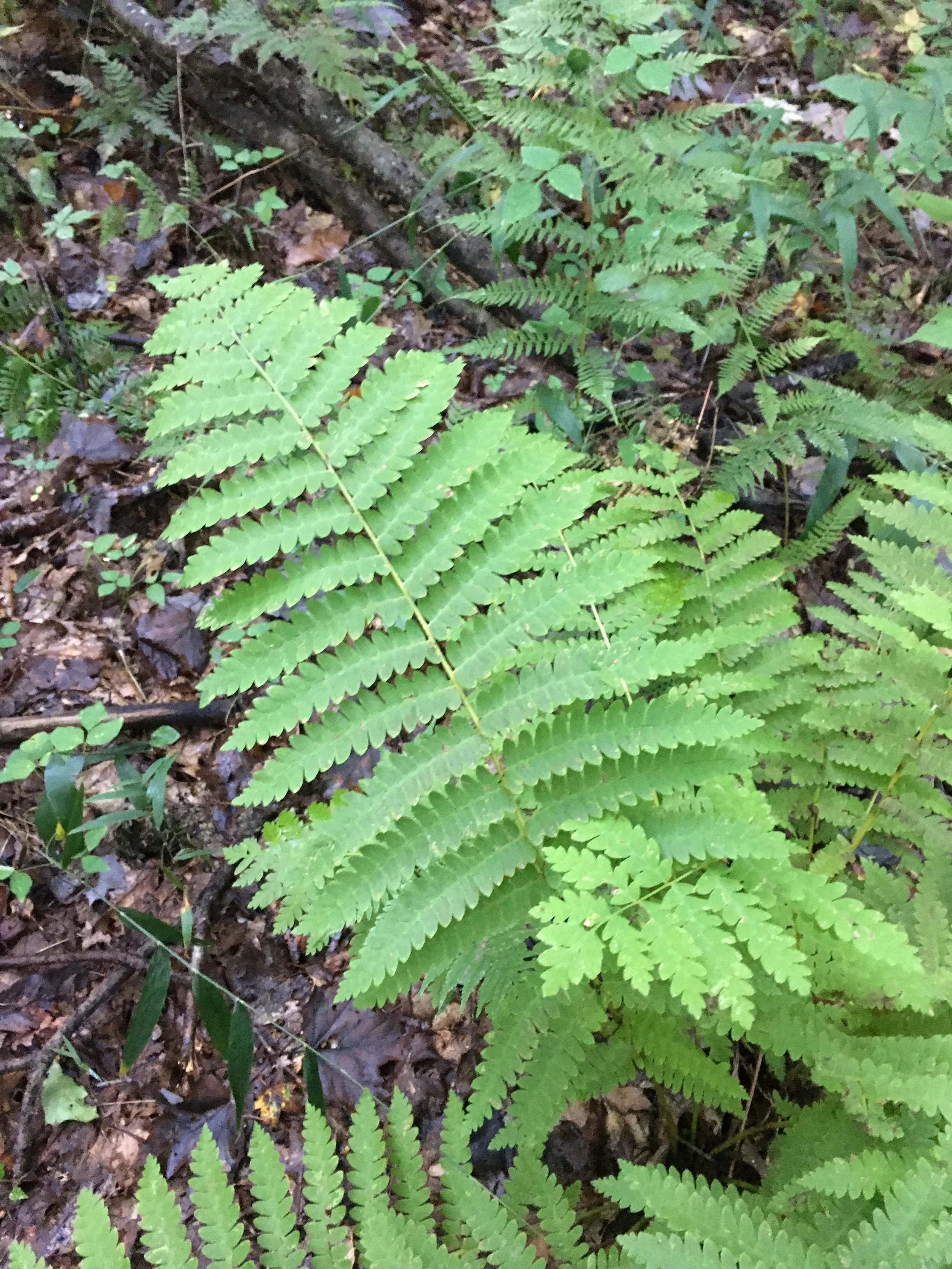 Gallery 1 — West Virginia Native Plant Society