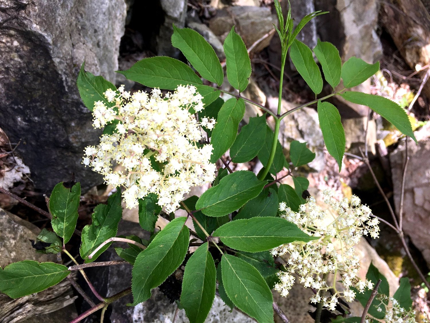 West Virginia Native Plant Society