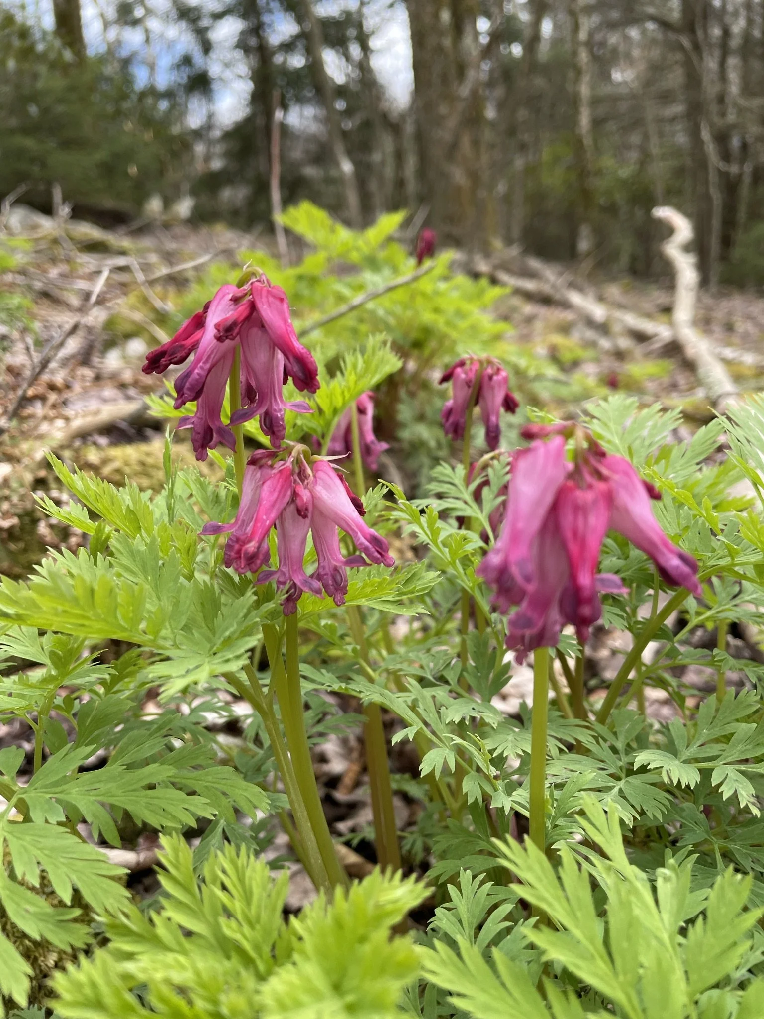 Gallery 1 — West Virginia Native Plant Society