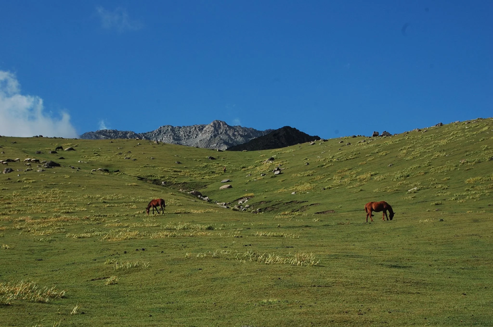 Team — Andrabi Lab