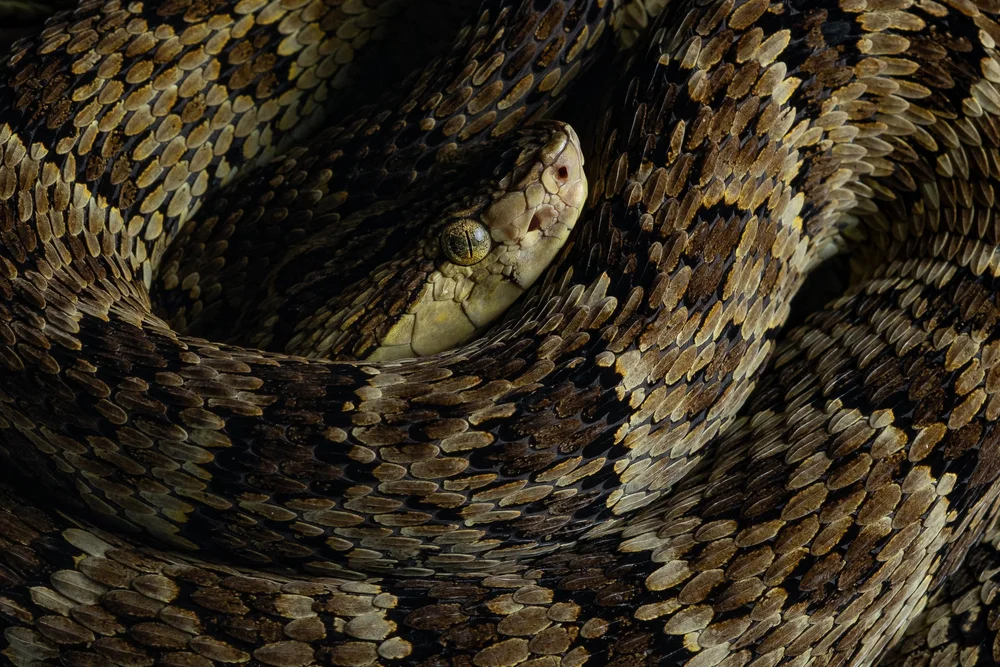 Reptiles — Matthew Pérez Photography