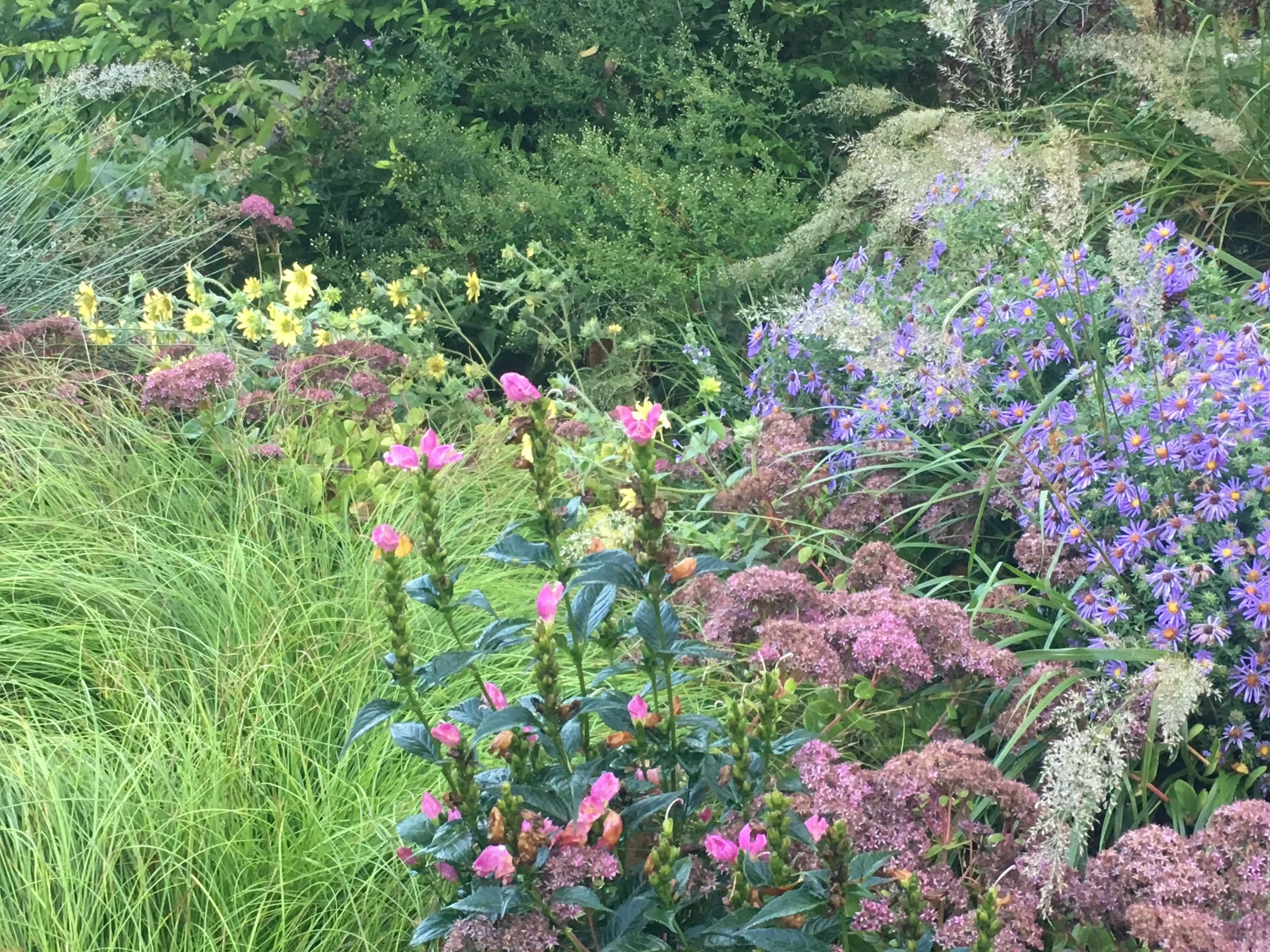 The Perennial Nursery — Northwind Perennial Farm