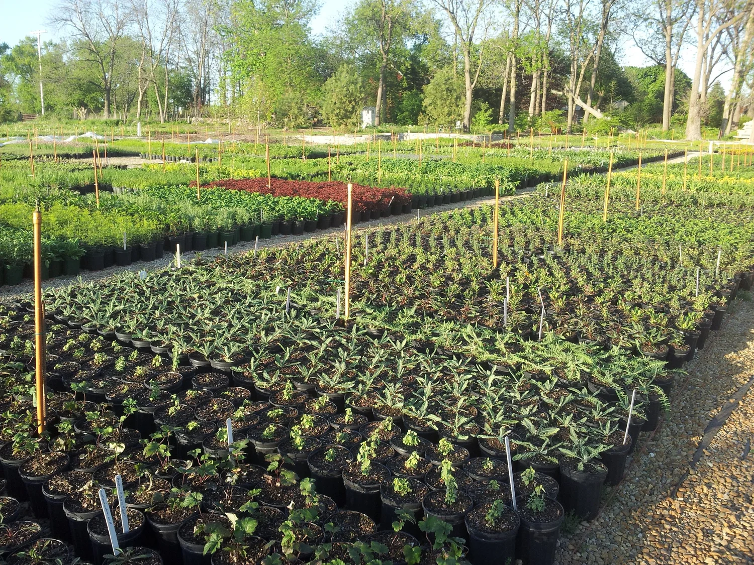 The Perennial Nursery — Northwind Perennial Farm