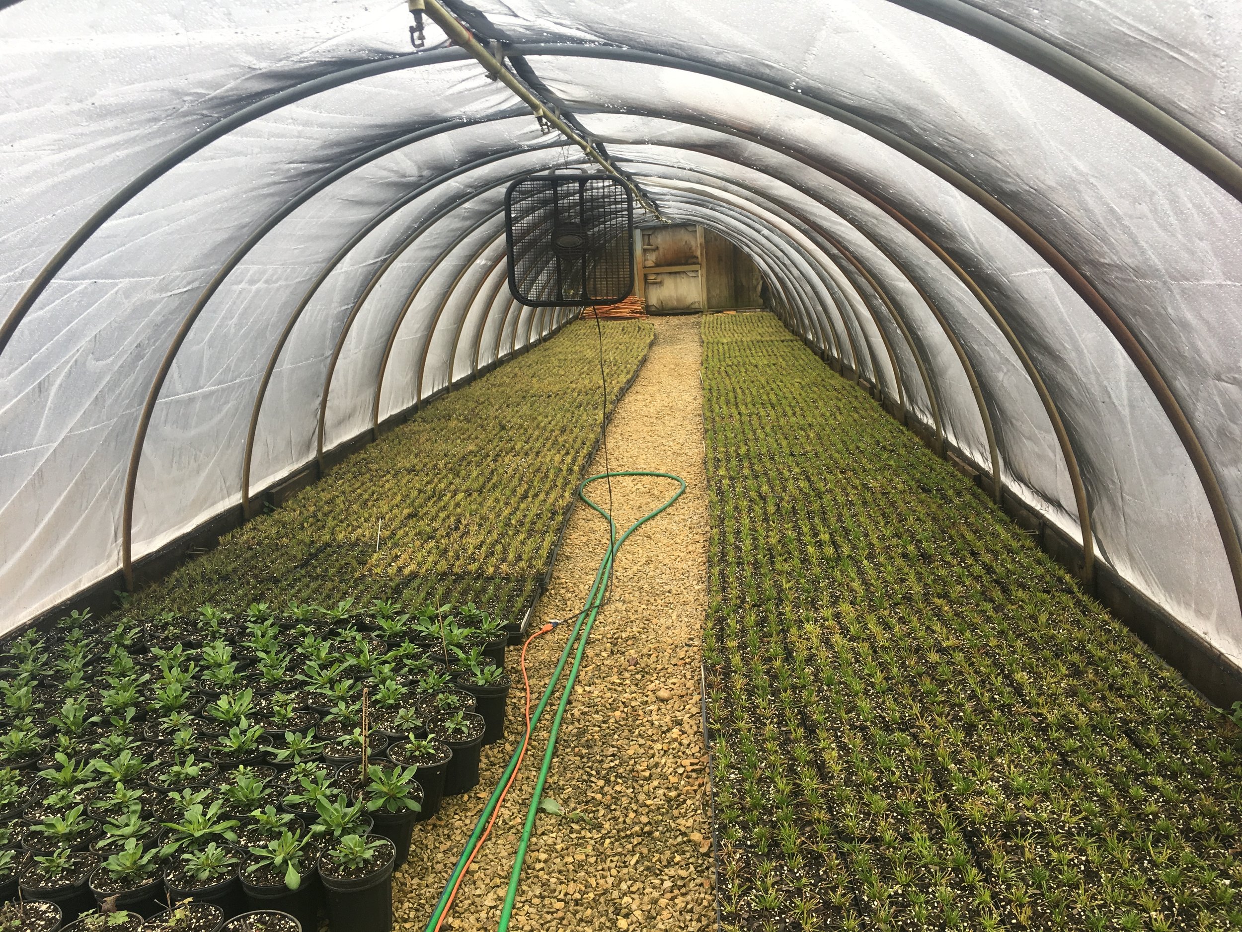 The Perennial Nursery — Northwind Perennial Farm